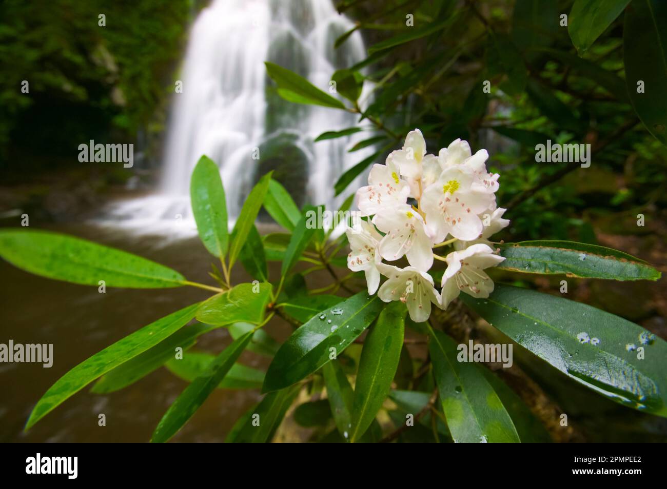 Rhododendron in the mountains hi-res stock photography and images - Alamy