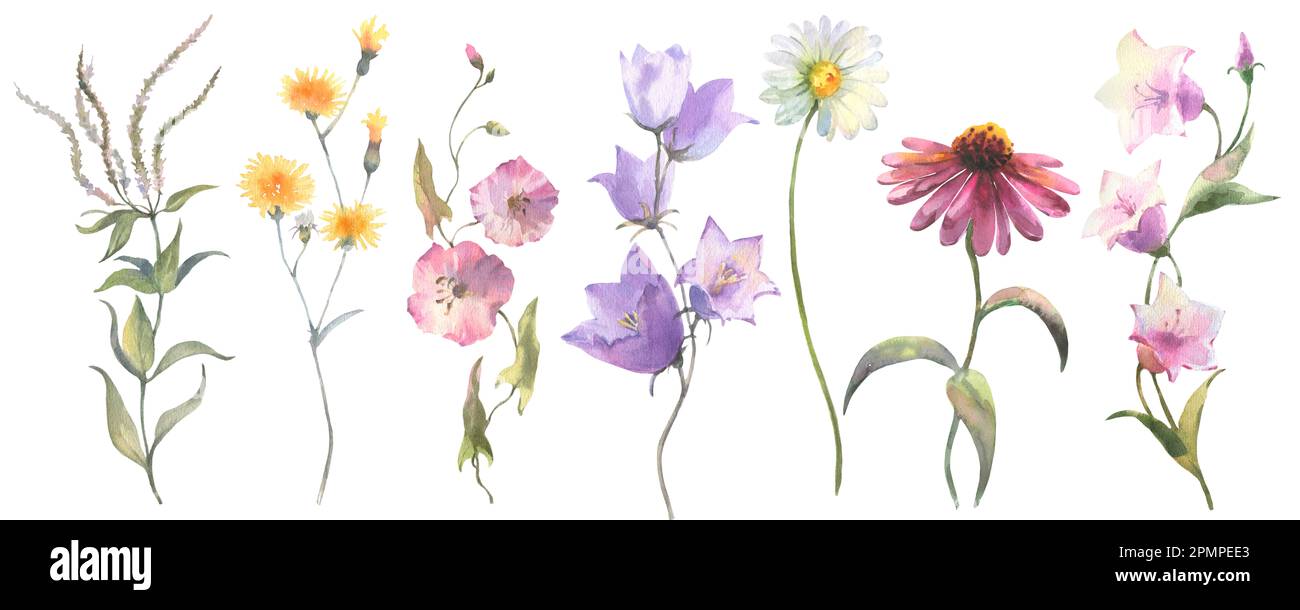 Beautiful floral set with watercolor hand drawn summer wild field ...