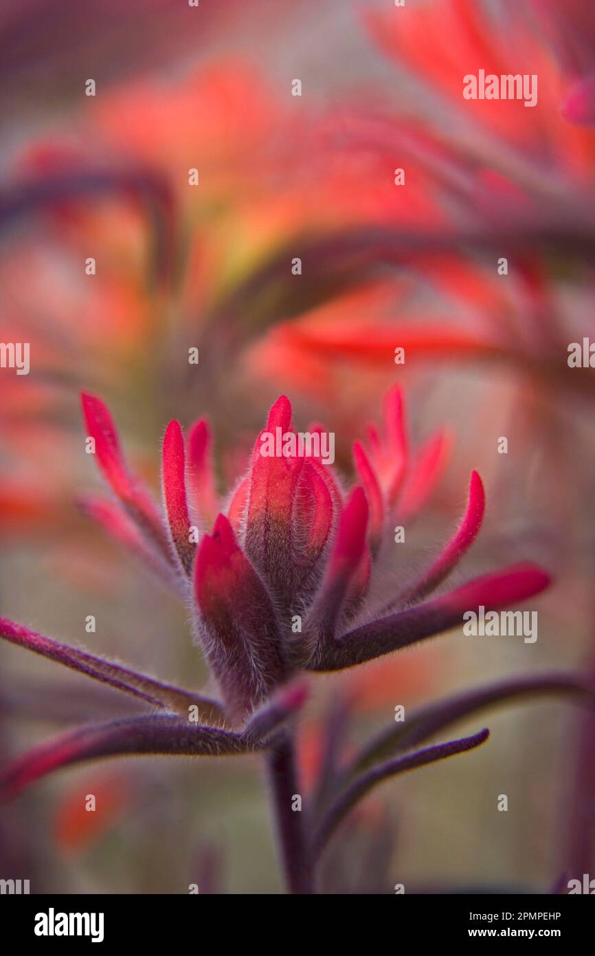 Close-up of a Desert paintbrush (Castilleja angustifolia) in Death ...