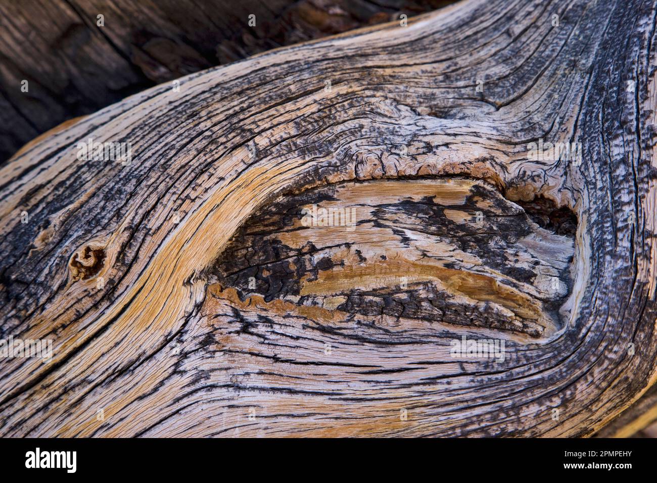 Tree ring patterns in Death Valley National Park, California, USA ...