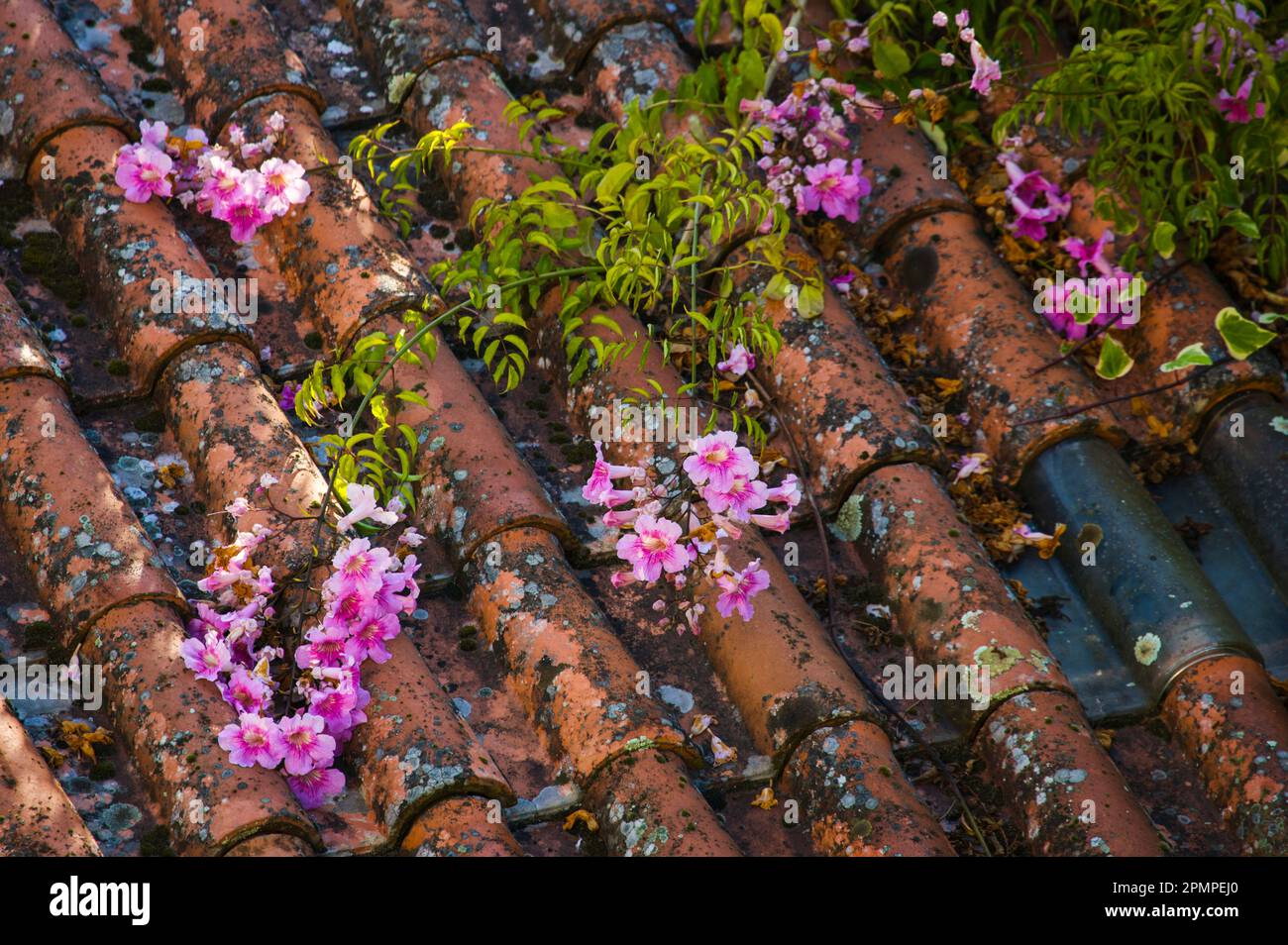 Pink trumpet vine flowers (Campsis) on a tiled roof; Douro River Valley ...