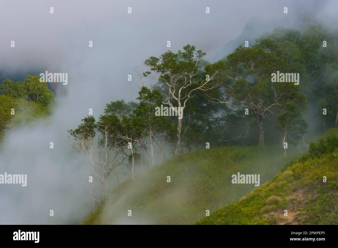 Zapovednik hi-res stock photography and images - Alamy