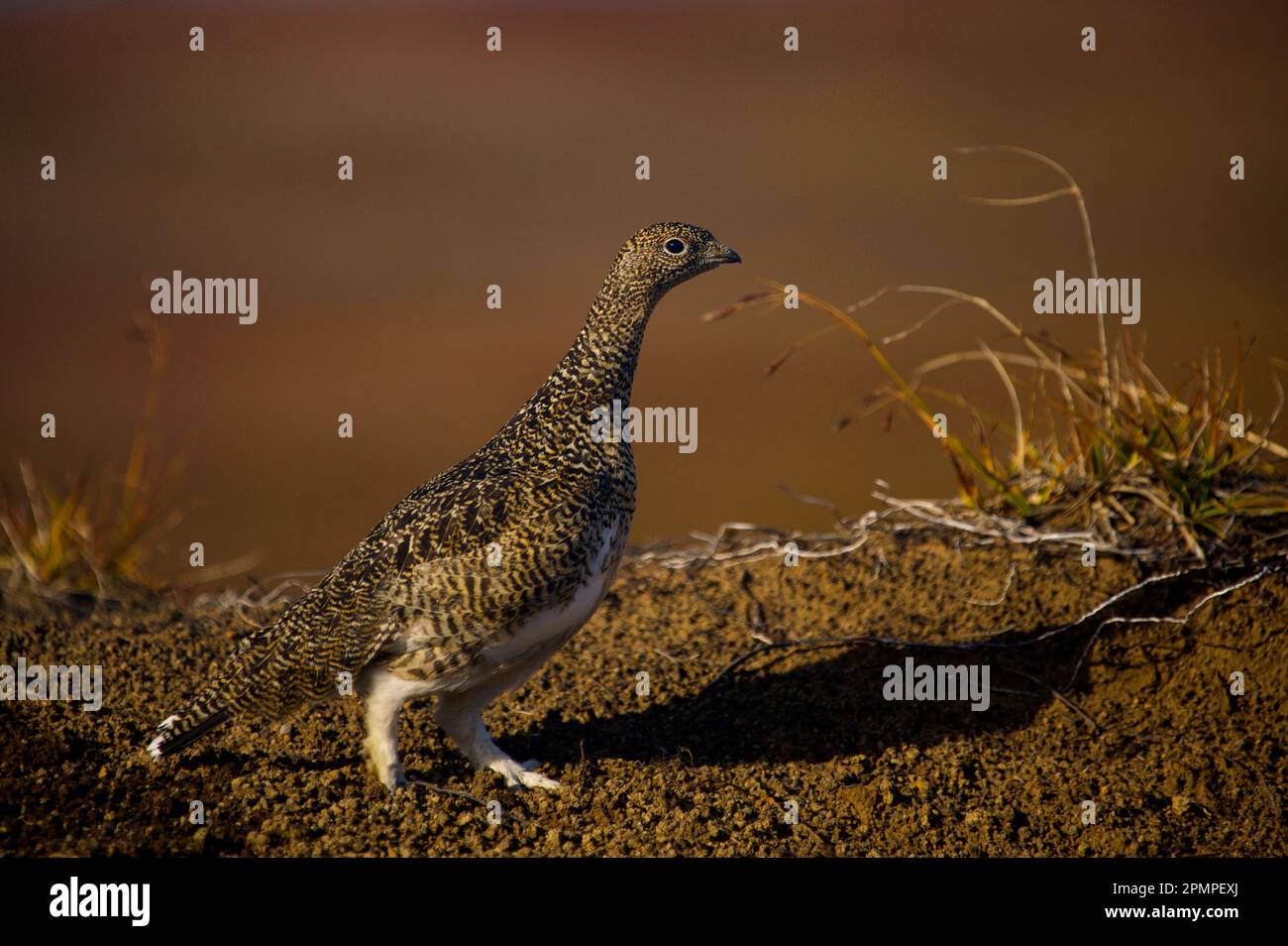 Ptarmigan (Lagopus sp.) running along the edge of a hill; Kronotsky ...