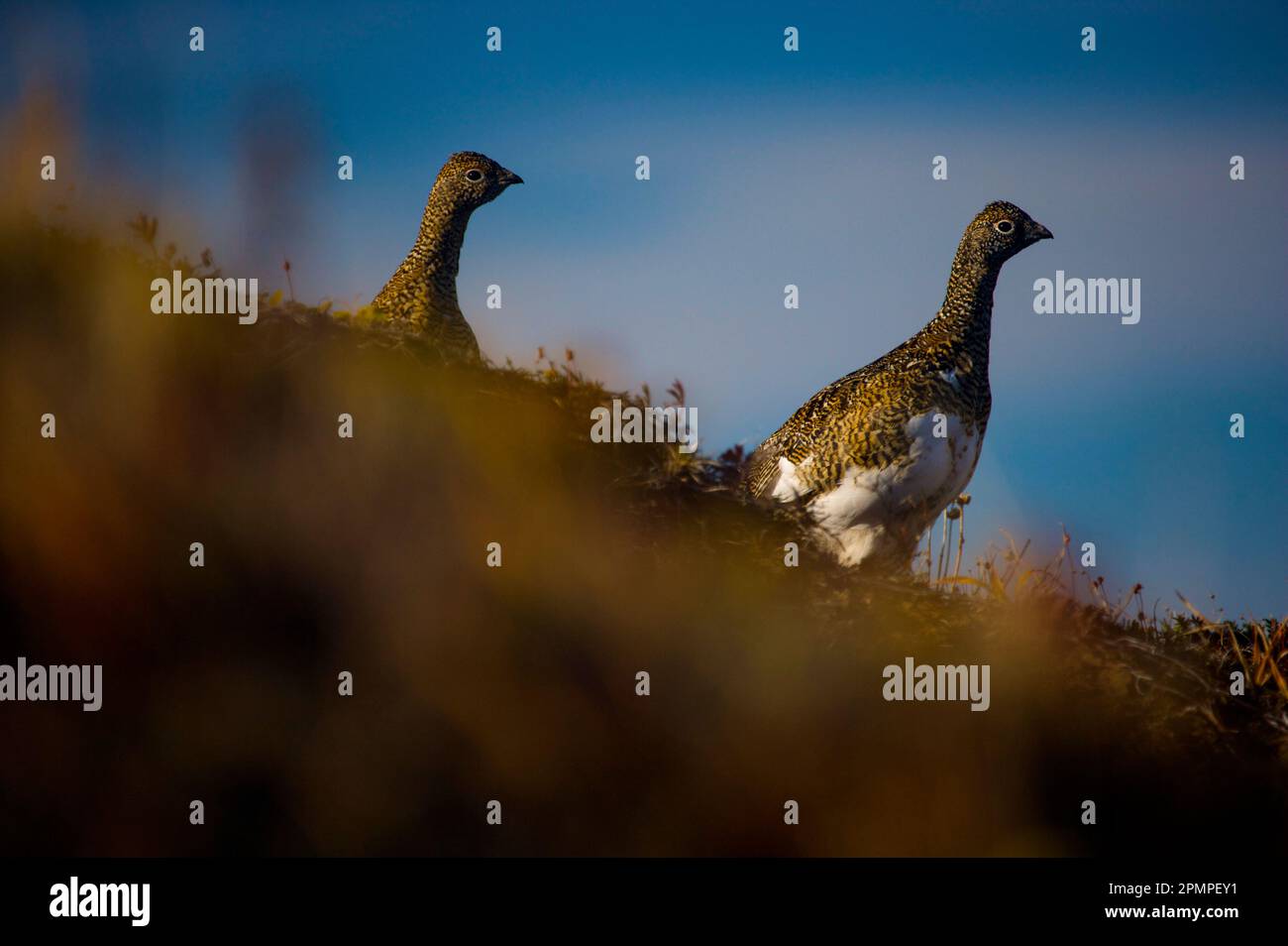 Ptarmigan (Lagopus sp.) peek over the tundra; Kronotsky Zapovednik ...