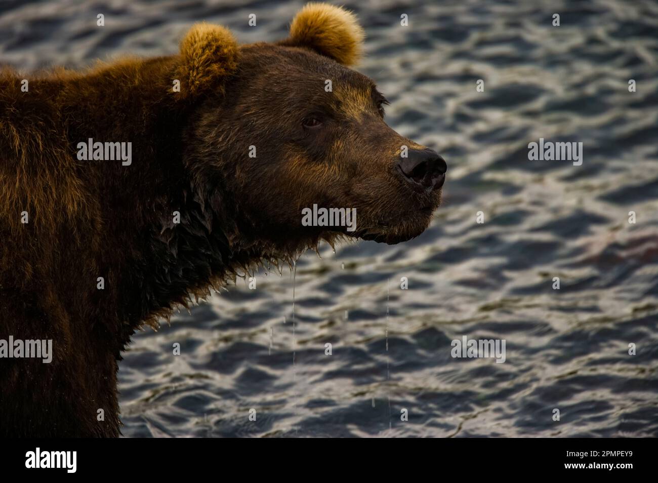 Siberian brown bear (Ursus arctos beringianus) in a stream; Kronotsky ...