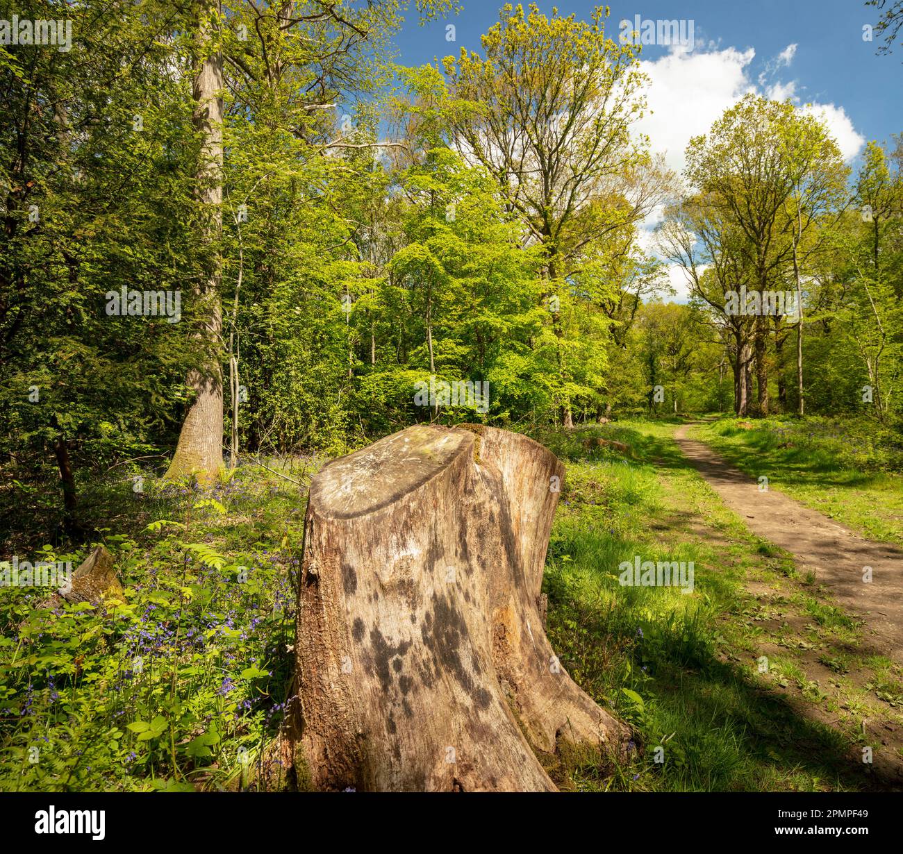 Soporific woodland recreational park landscape in summer sunshine ...
