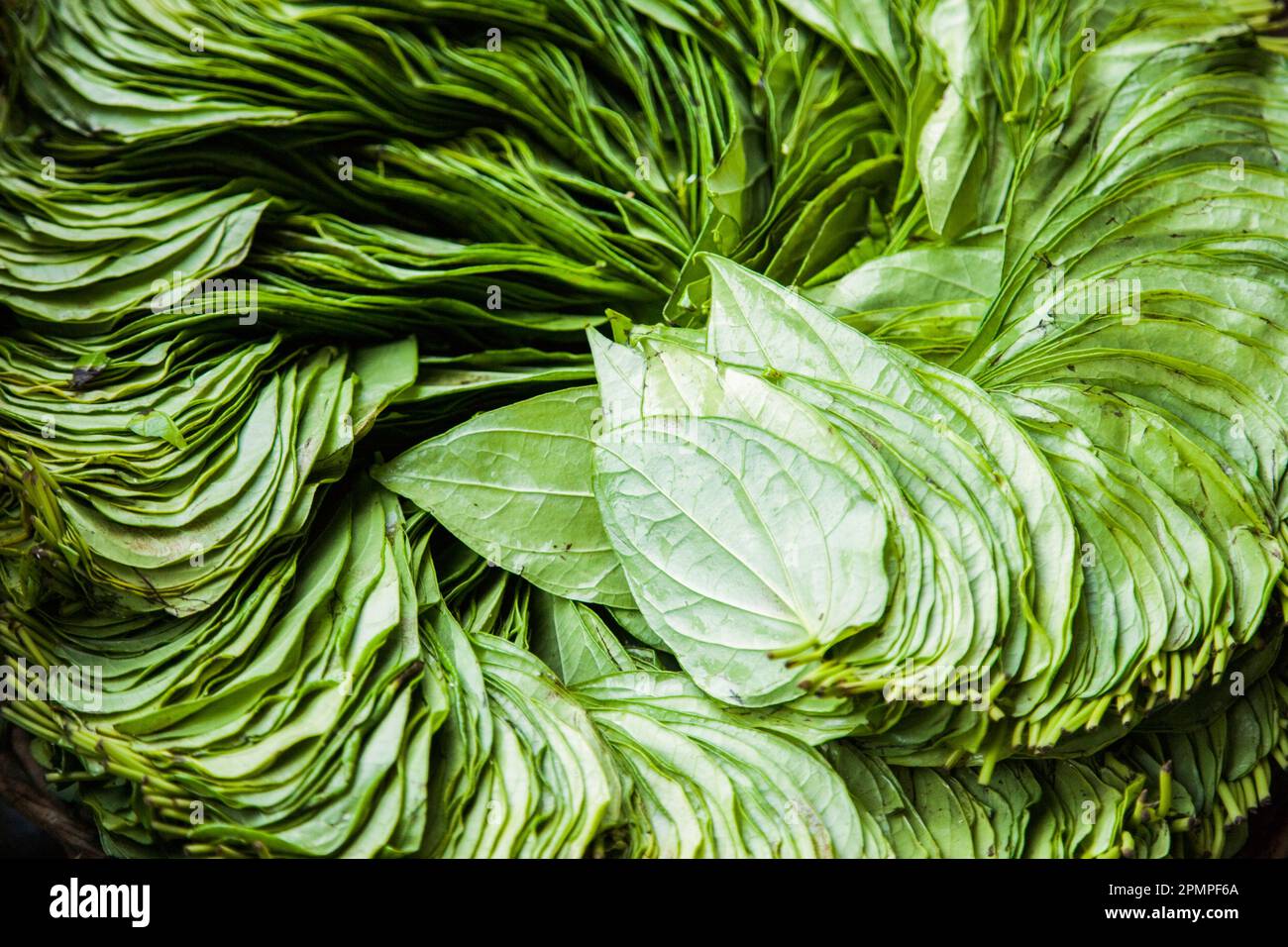 Betel plants hi-res stock photography and images - Alamy