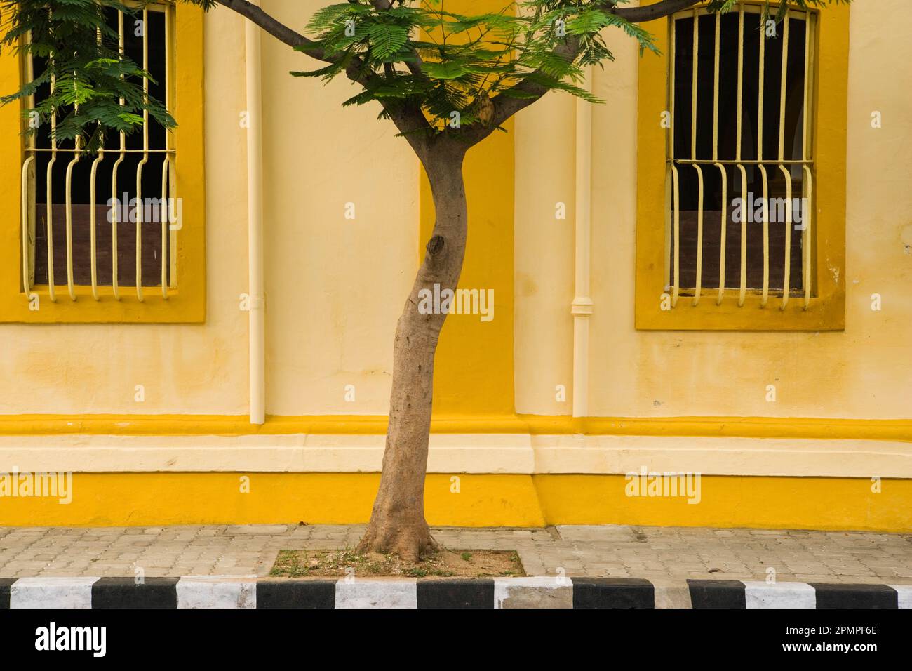 Tree against a yellow building in Pondicherry; Puducherry, Tamil Nadu ...