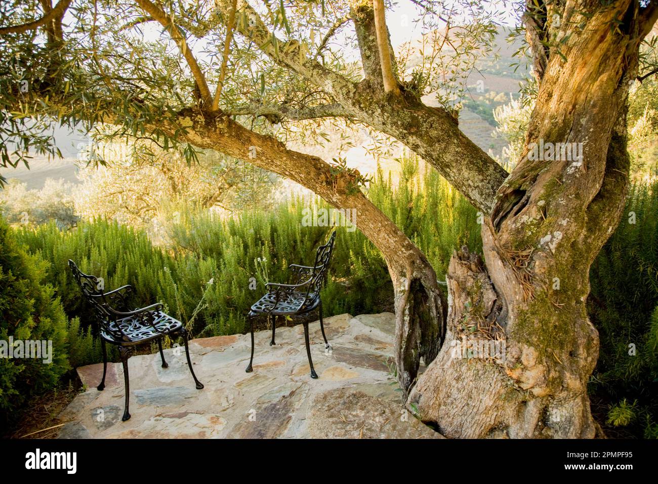 Chairs under old tree hi-res stock photography and images - Alamy