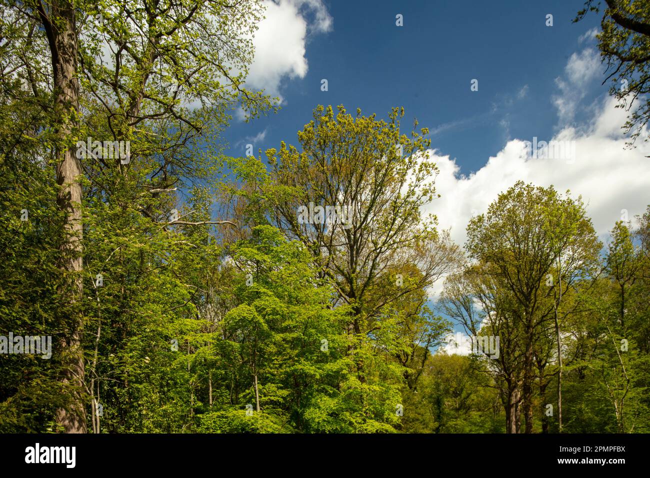 Soporific woodland recreational park landscape in summer sunshine ...