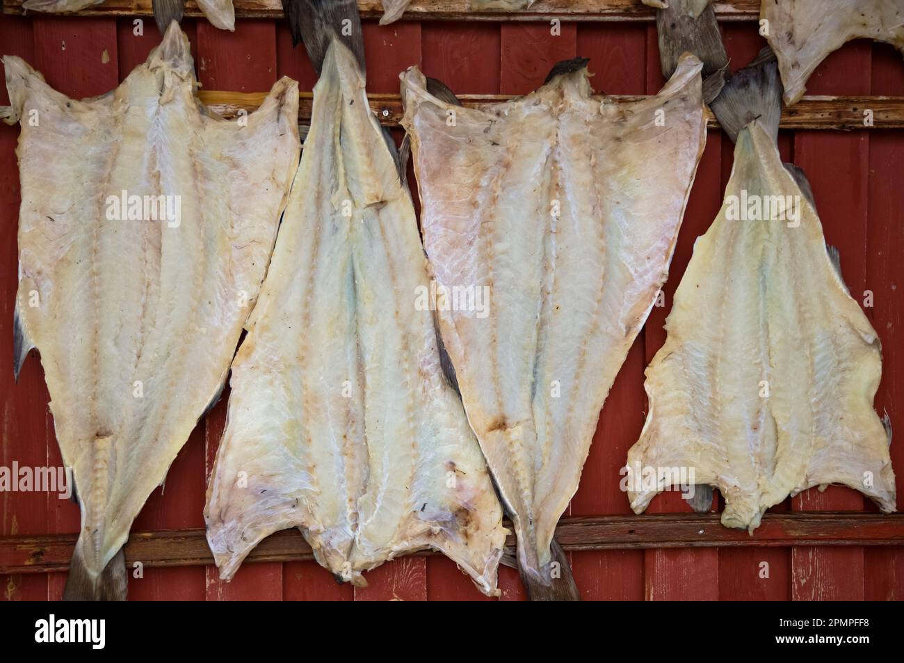 Drying cod fish lofoten islands hi-res stock photography and images - Alamy