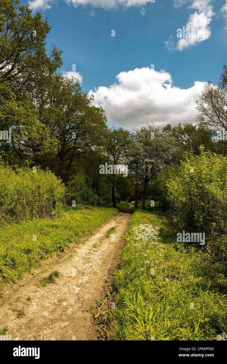 Soporific woodland recreational park landscape in summer sunshine ...