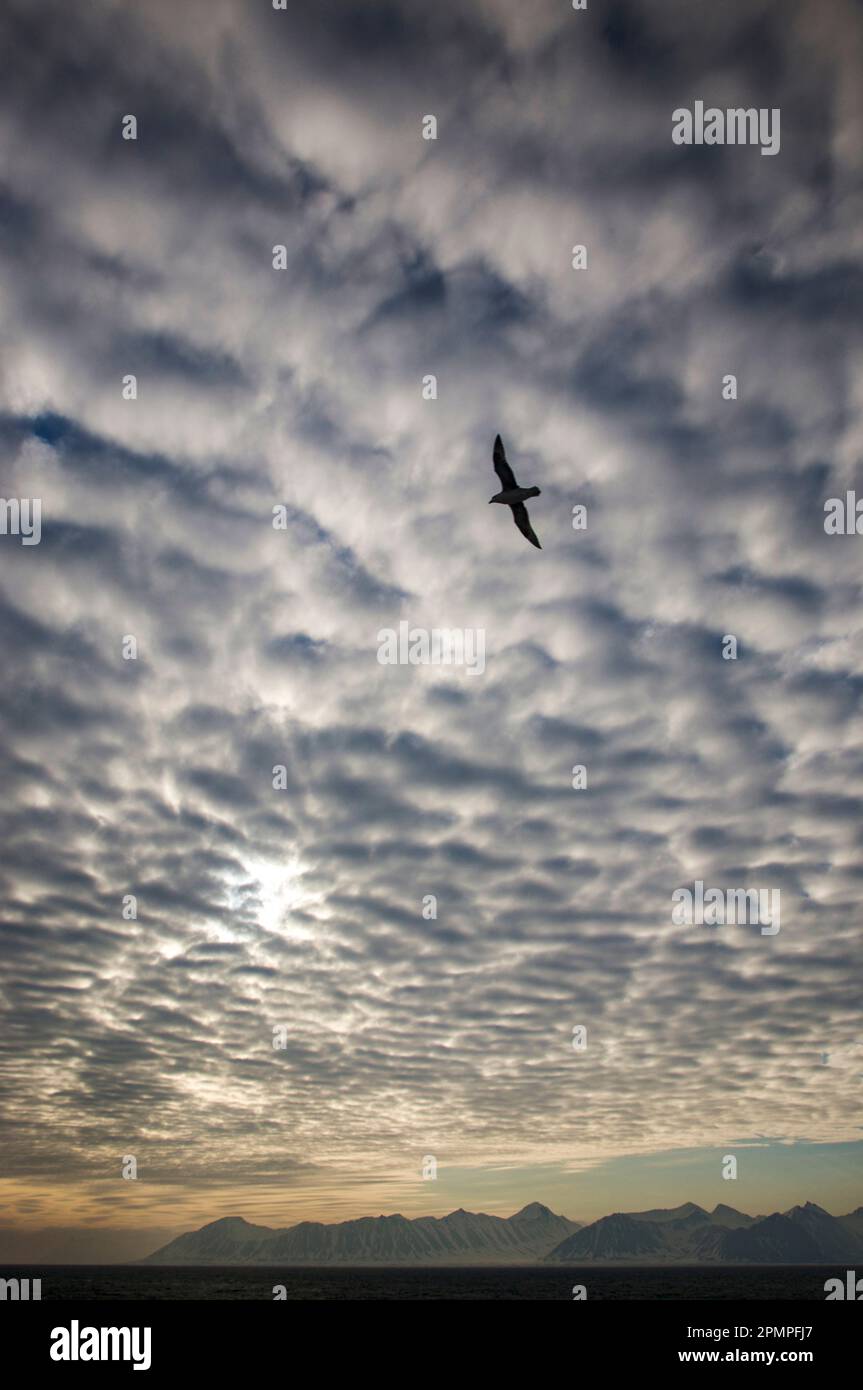Gull in flight under vast cloudy sky with snowy mountains in the ...