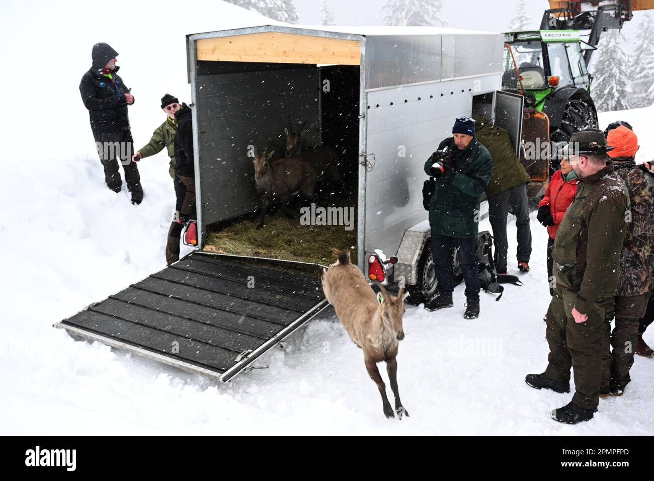 14 April 2023, Bavaria, Bad Tölz: An animal jumps out of a trailer during a release of Swiss ...