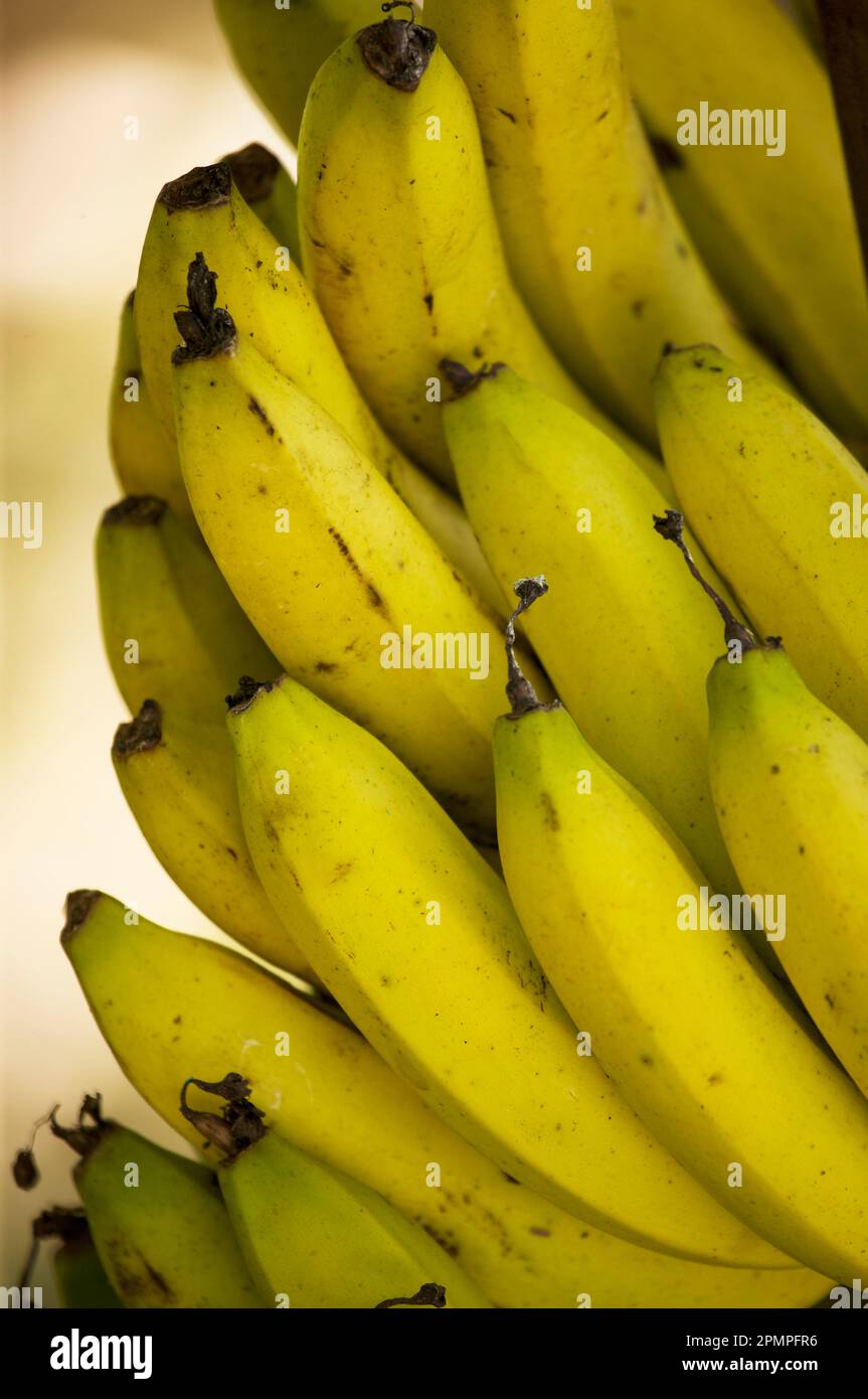 Close-up of bananas on a plant in Jamaica; Port Antonio, Jamaica Stock ...