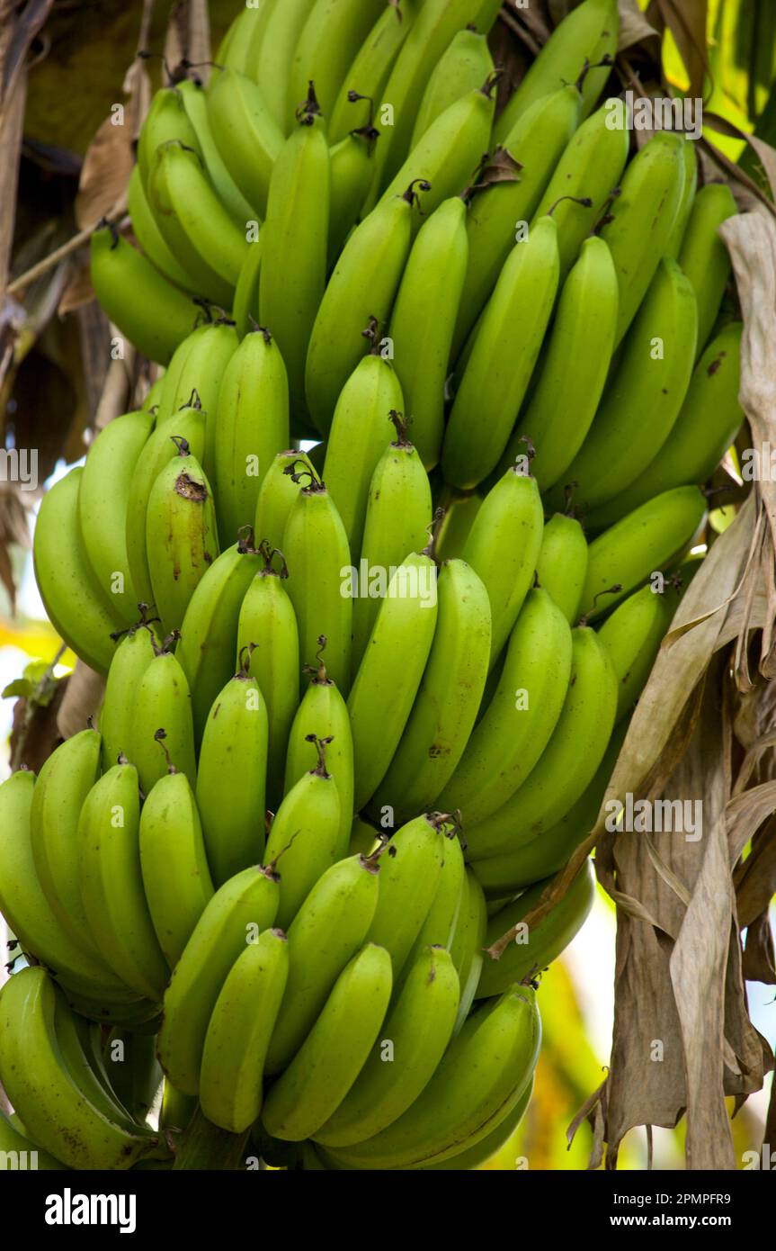 Unripe bananas on a plant in Jamaica; Port Antonio, Jamaica Stock Photo ...