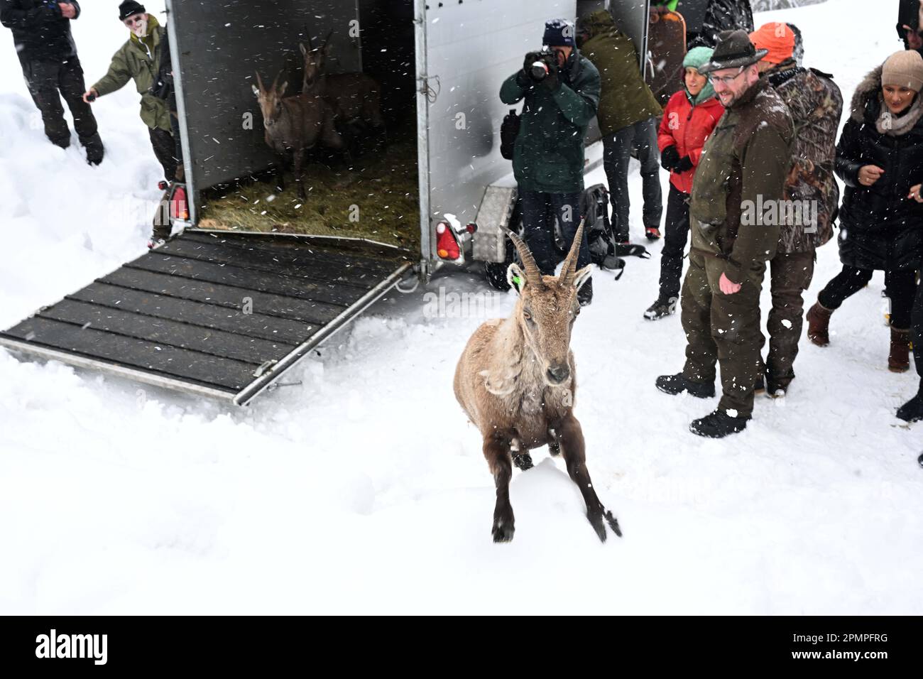 14 April 2023, Bavaria, Bad Tölz: An animal jumps out of a trailer during a release of Swiss ...