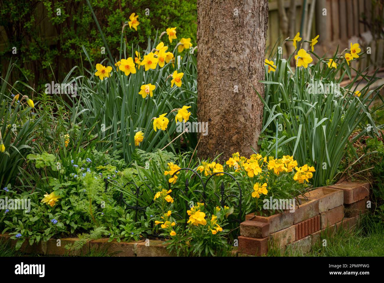 Glorious spring Daffodils in a natural garden setting, London, England ...