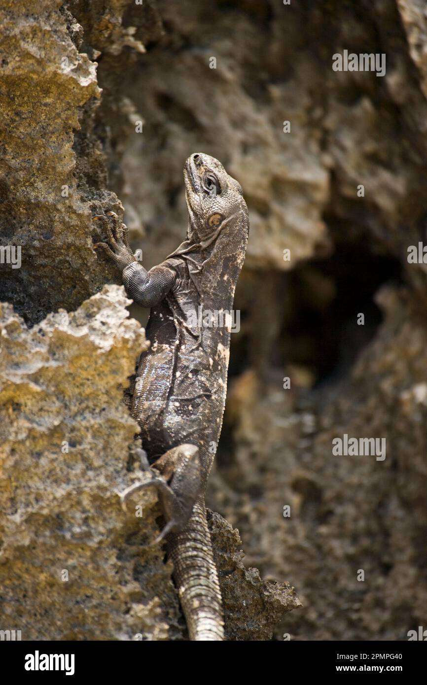 Lizard climbs a craggy rock surface in Roatan; West Bay, Roatan ...