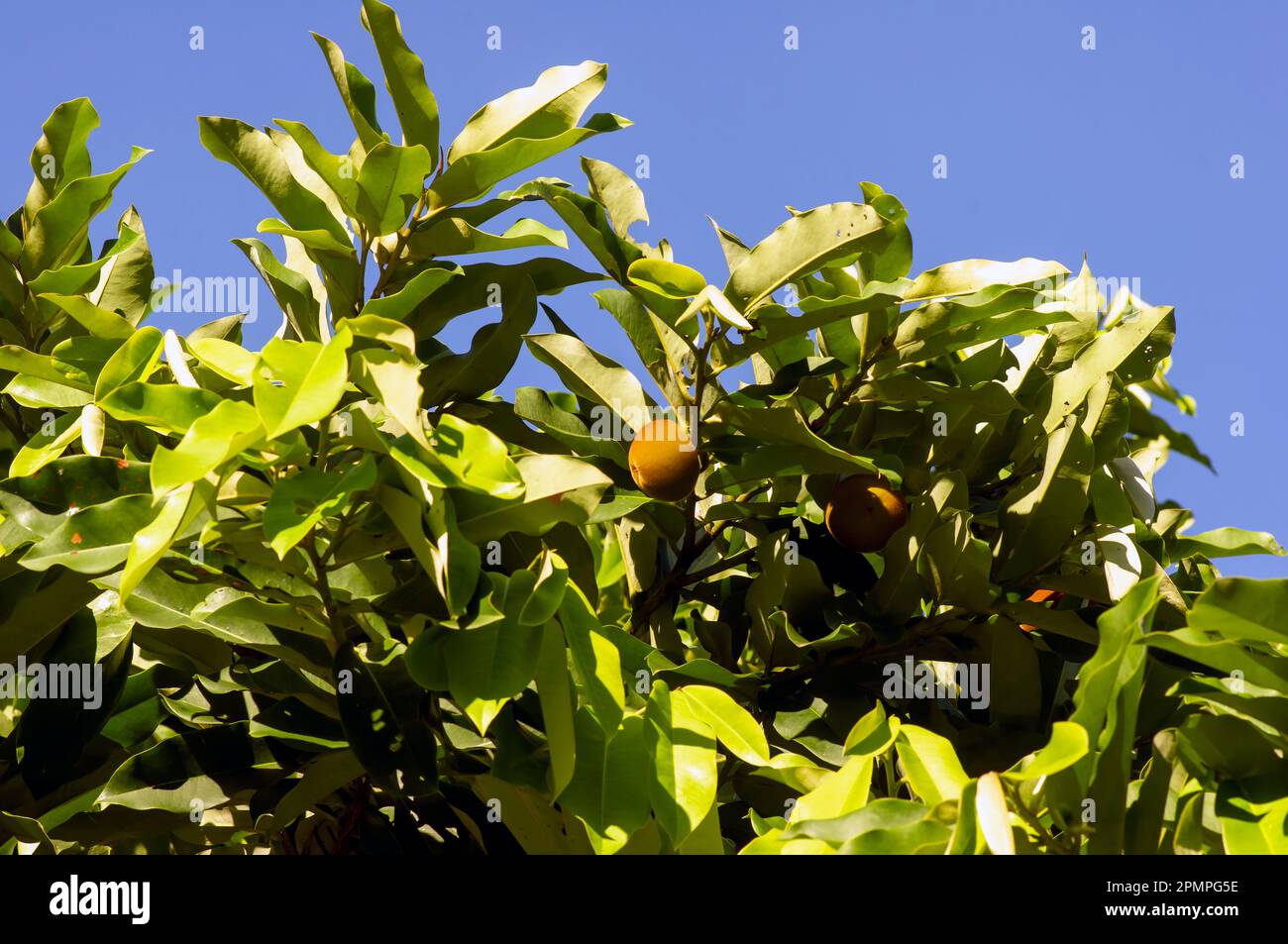 Bisbul, Diospyros discolor, commonly known as velvet apple, velvet ...