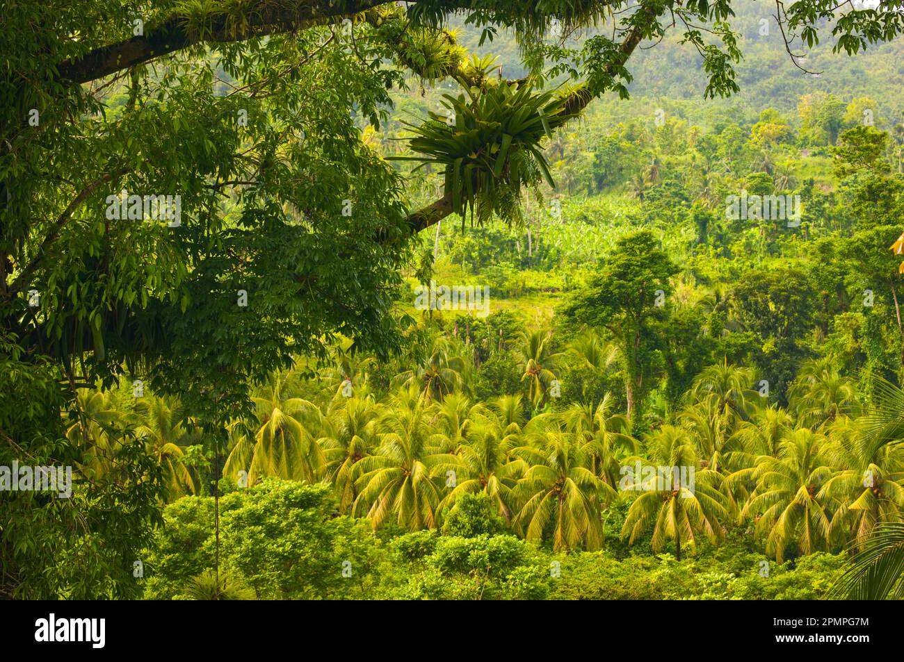 Palm trees and greenery along road to Moore Town, Jamaica; Moore Town ...