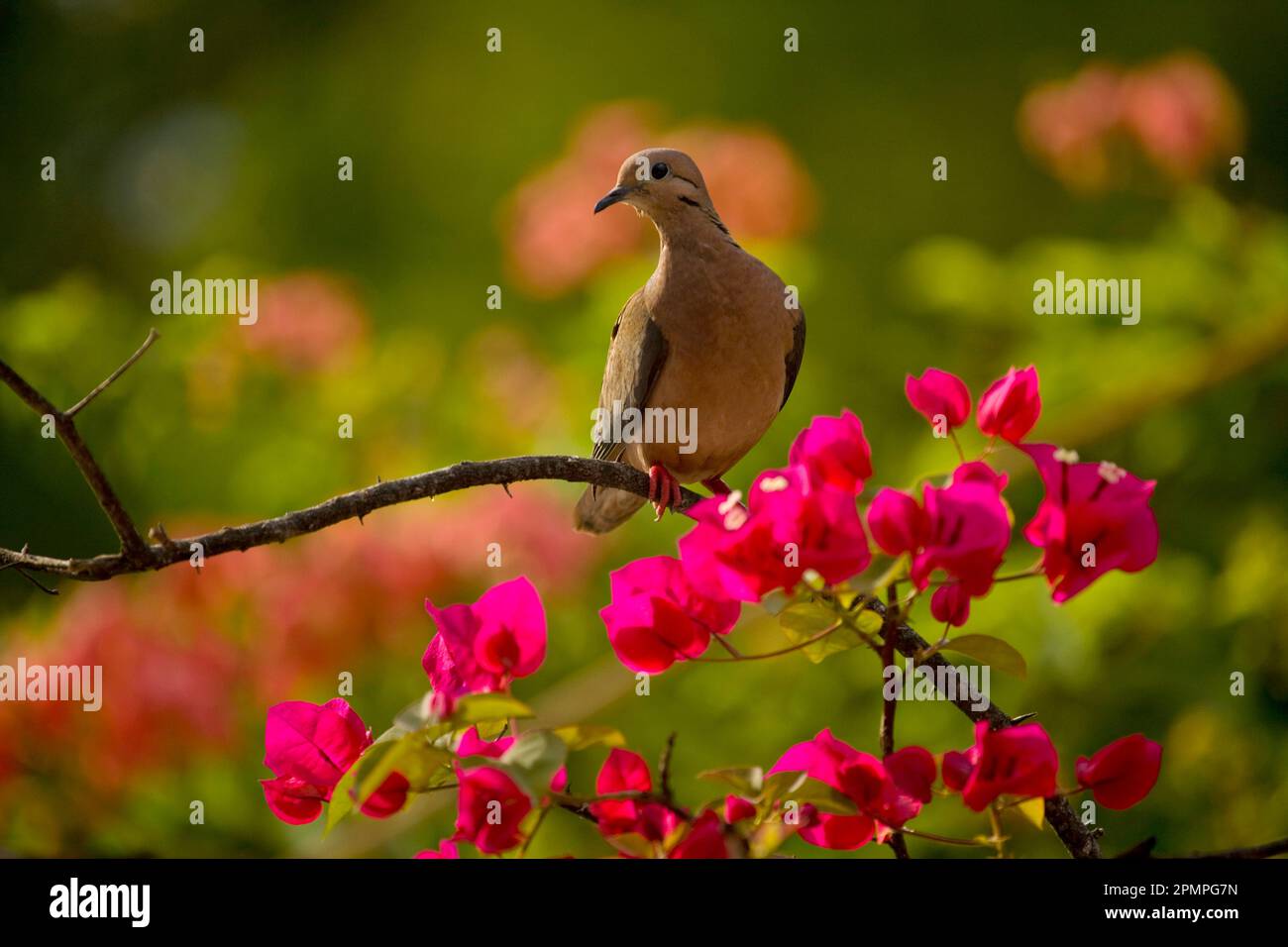 Pigeon sits on a red flowering branch in Tobago; Tobago Island ...