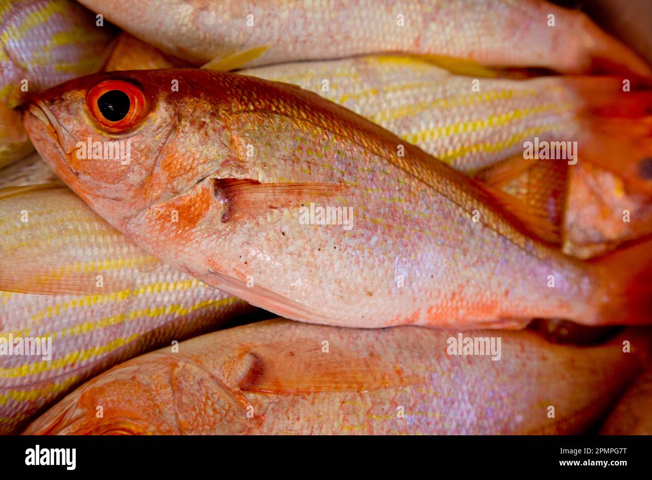 Freshly caught red snapper in Tobago; Milford Bay, Tobago Stock Photo ...