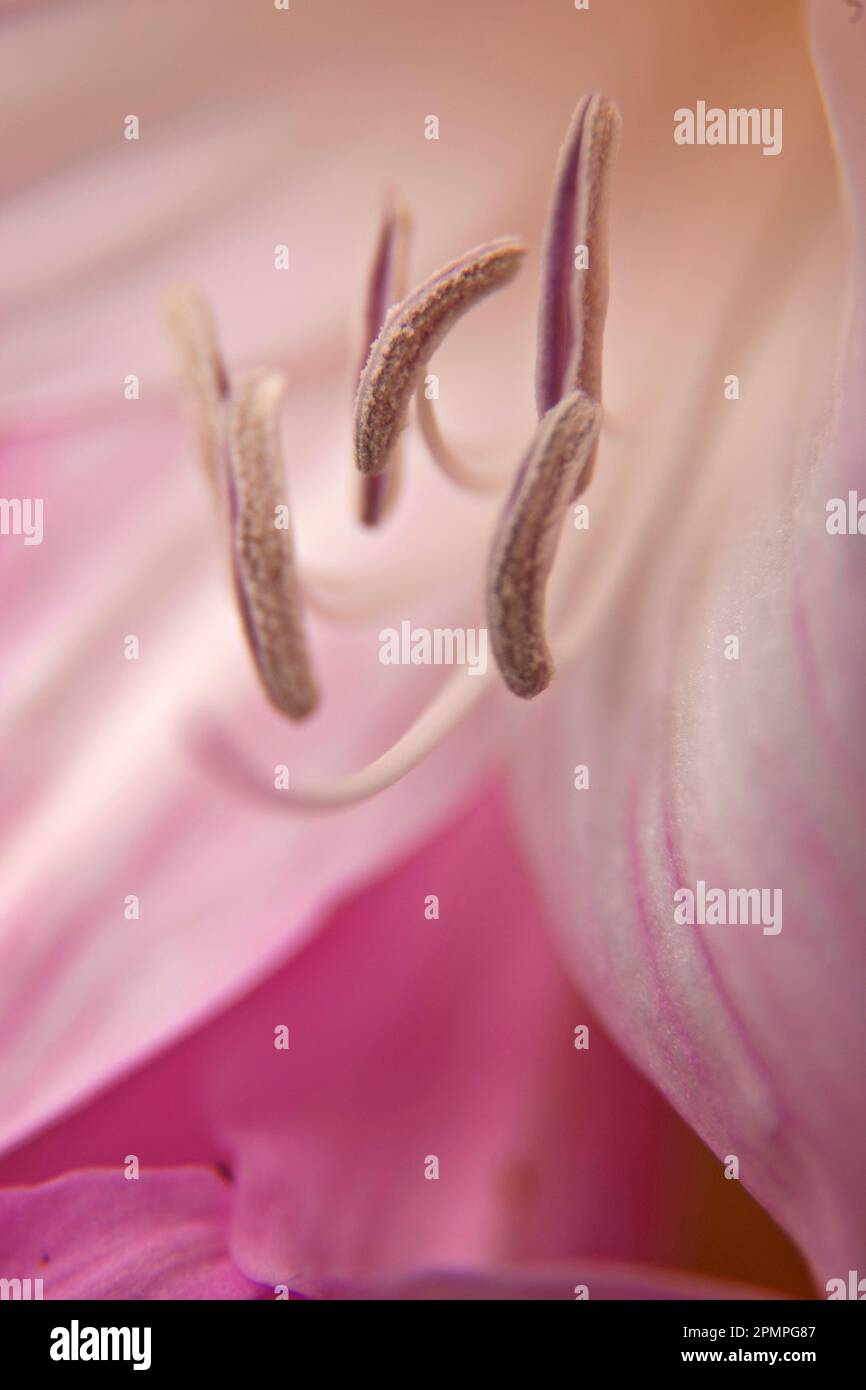 Close view of the stamen inside a pink flower; Cape Town, South Africa ...