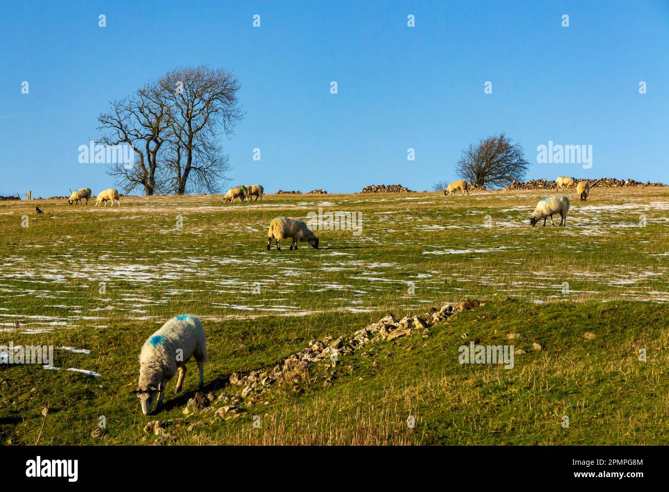 Sheep grazing on farmland in winter at Longcliffe close to the High ...