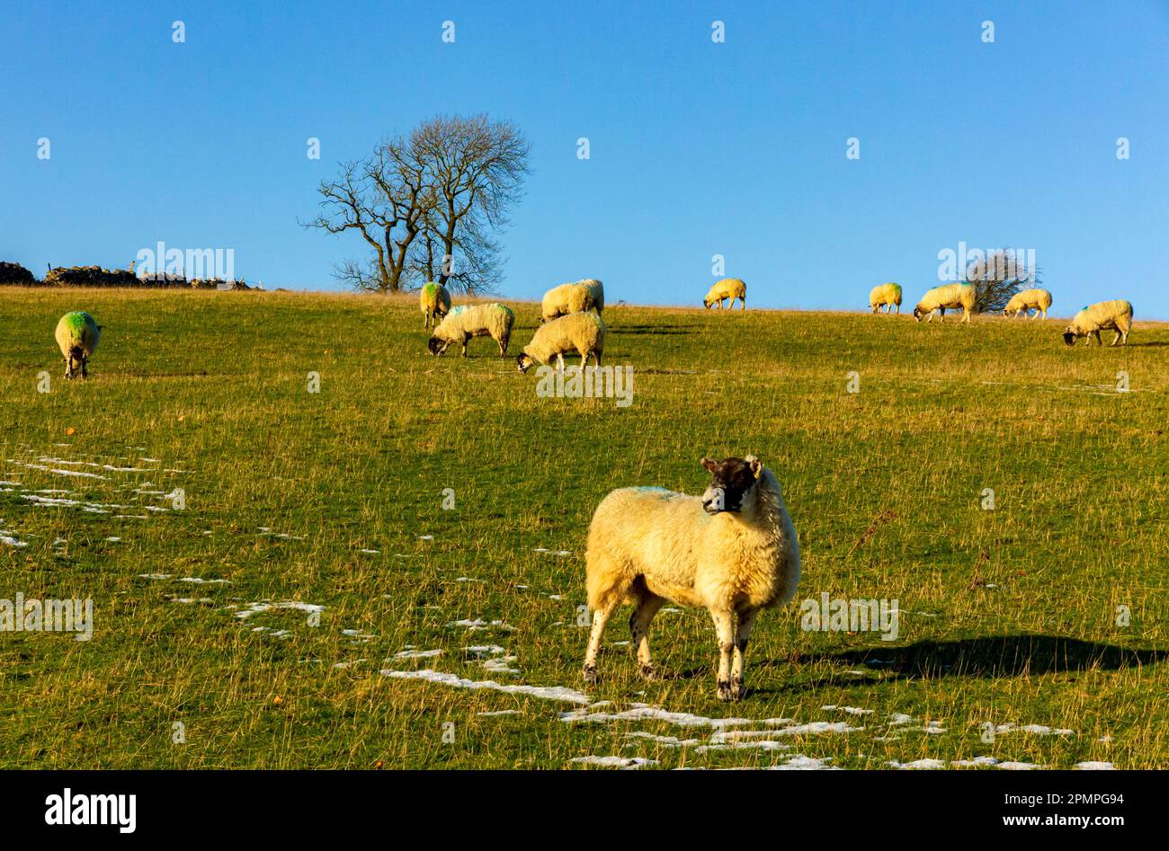 Sheep grazing on farmland in winter at Longcliffe close to the High ...