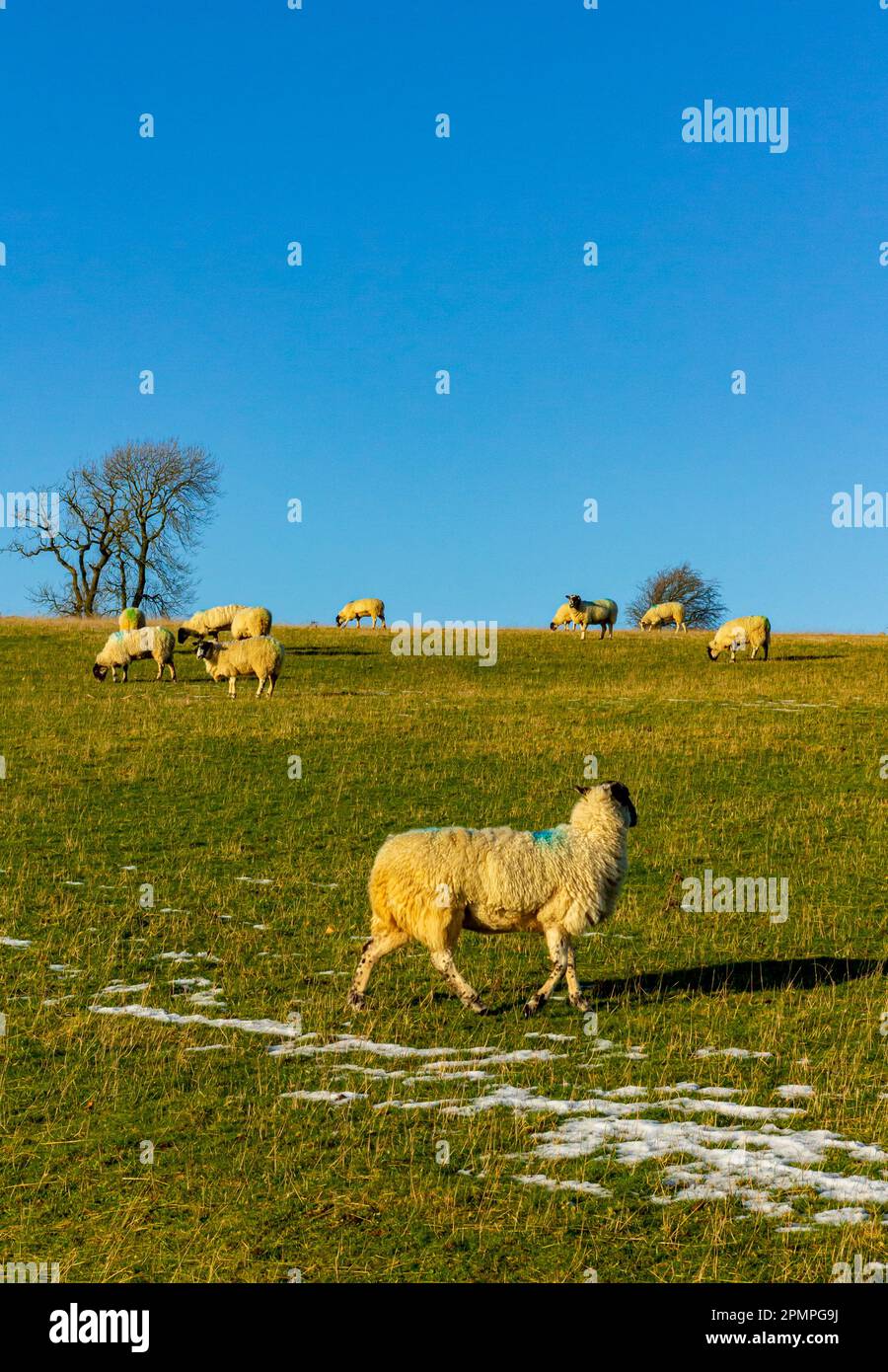 Sheep grazing on farmland in winter at Longcliffe close to the High ...