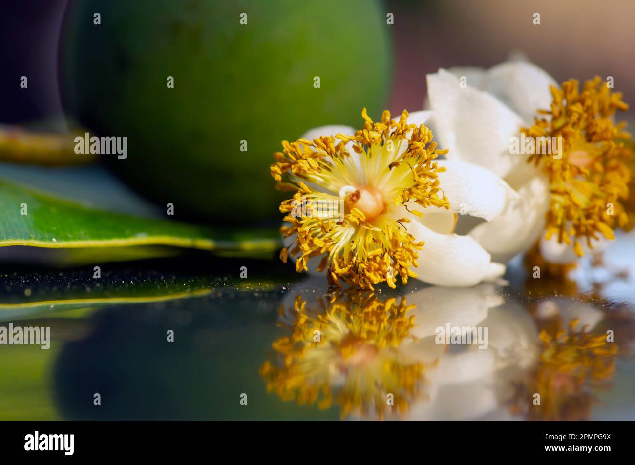 Calophyllum inophyllum flower, fruit and green leaf, mastwood, beach ...