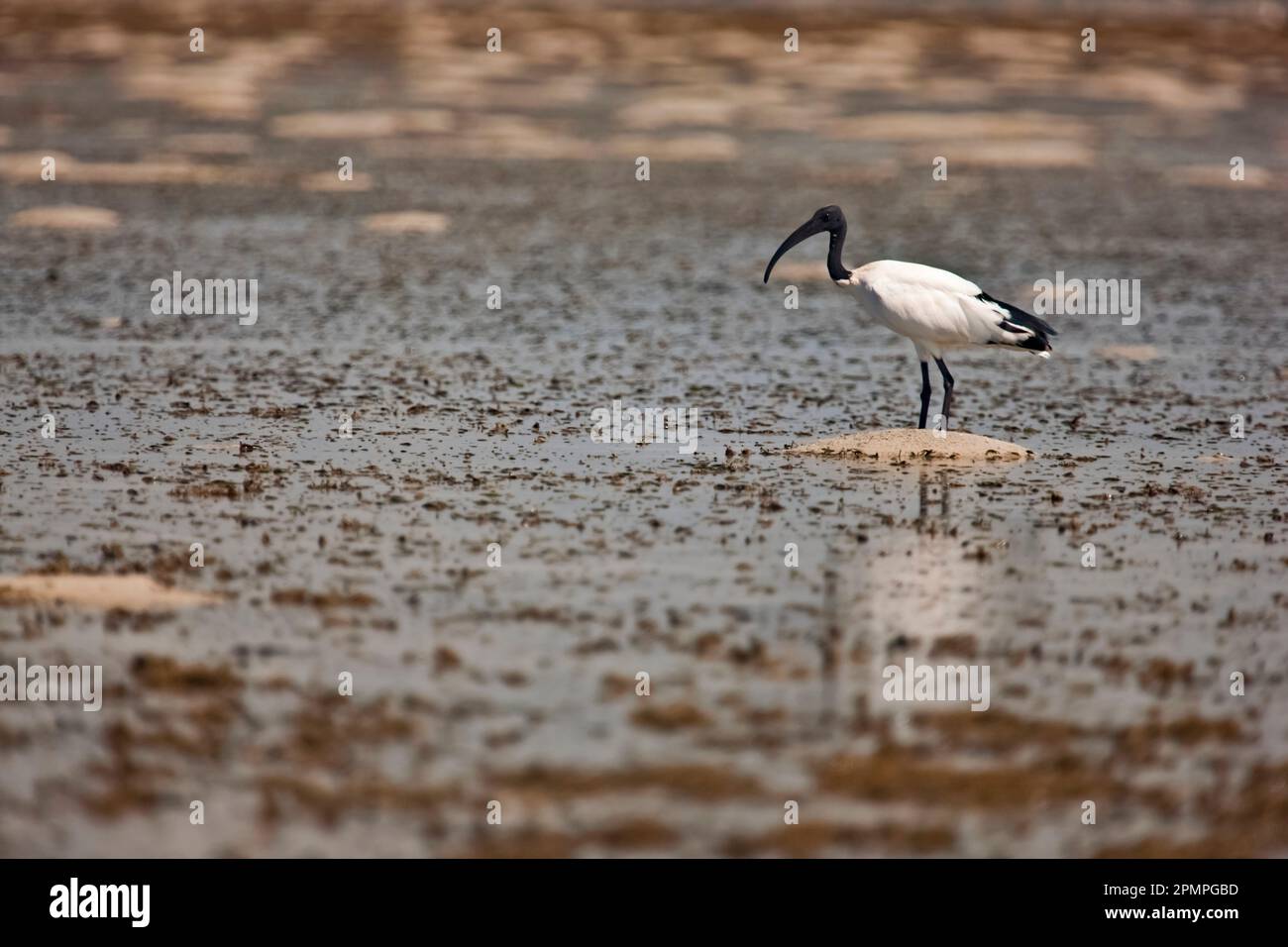 Fishing bird hunting in marshy water; Ibo Island, Quirimbas Archipelago ...