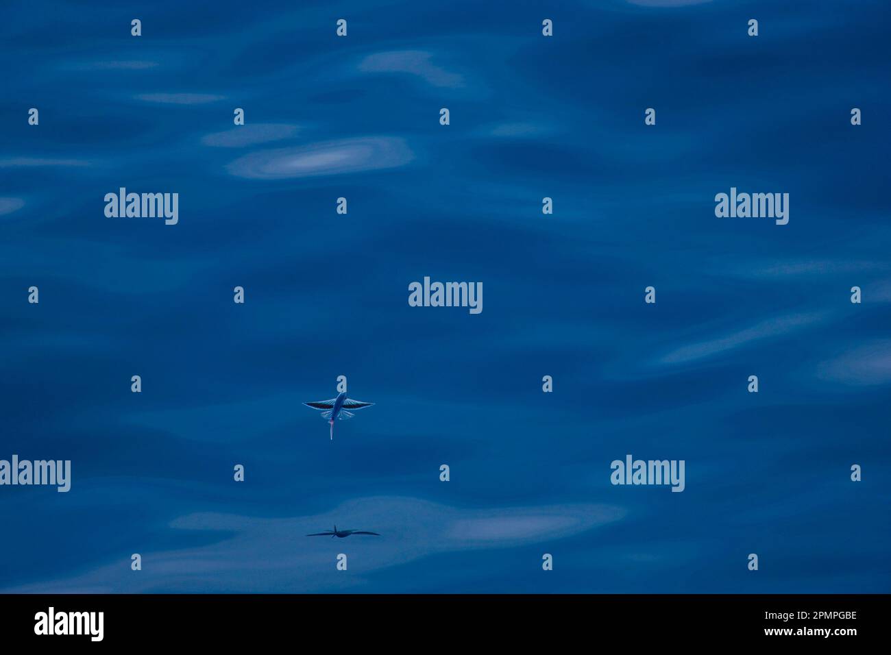 Wide bird image hi-res stock photography and images - Alamy