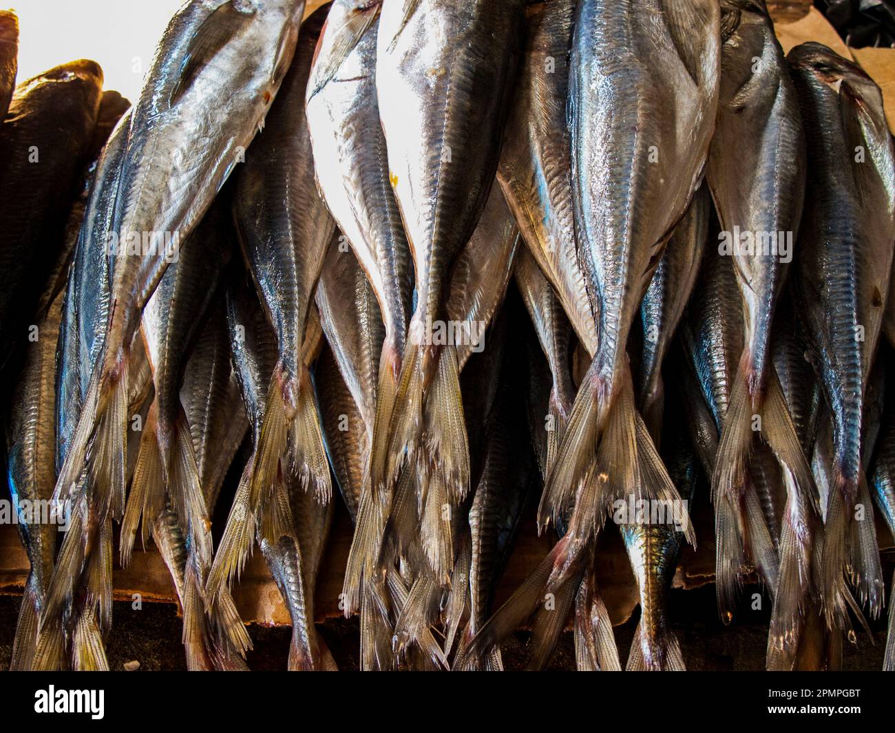 Tails of a group of dead fish; Maputo, Mozambique, Africa Stock Photo ...