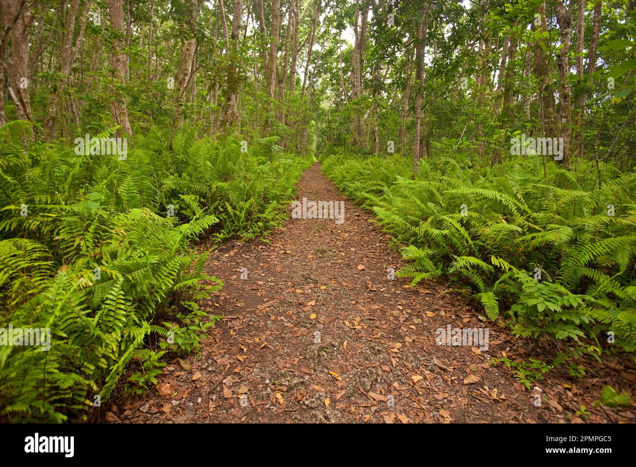 Ferns line a leaf-littered path in Jozani National Forest; Zanzibar ...