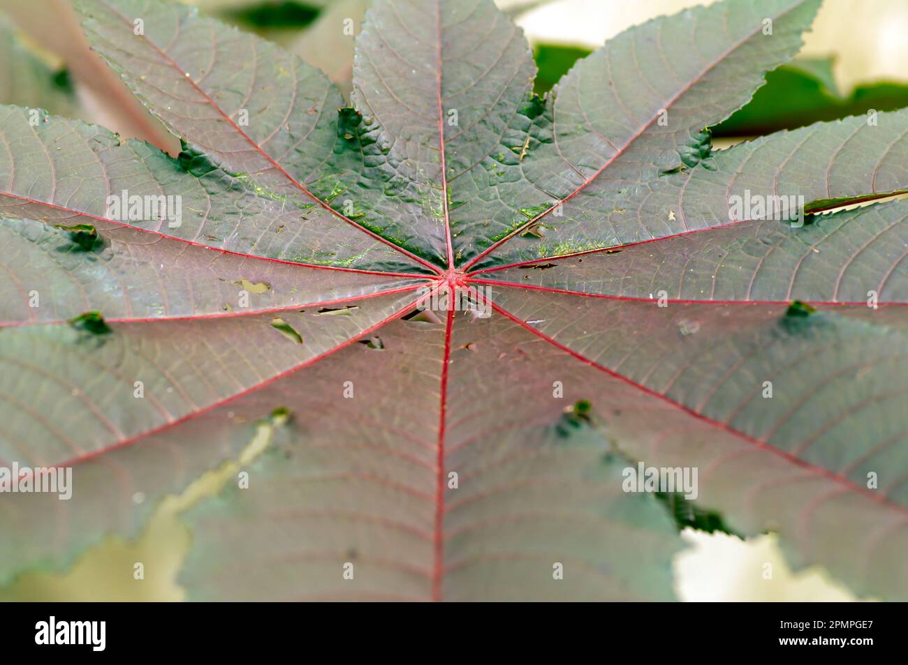 Jarak merah (Jatropha gossypiifolia) leaf, used as a source of ...