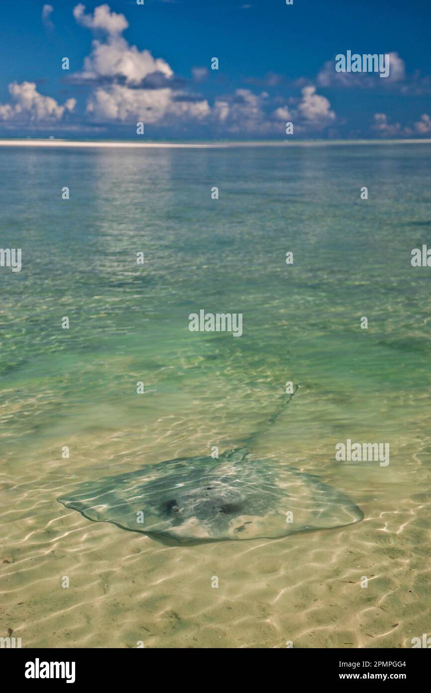 Stingray resting in shallow hi-res stock photography and images - Alamy
