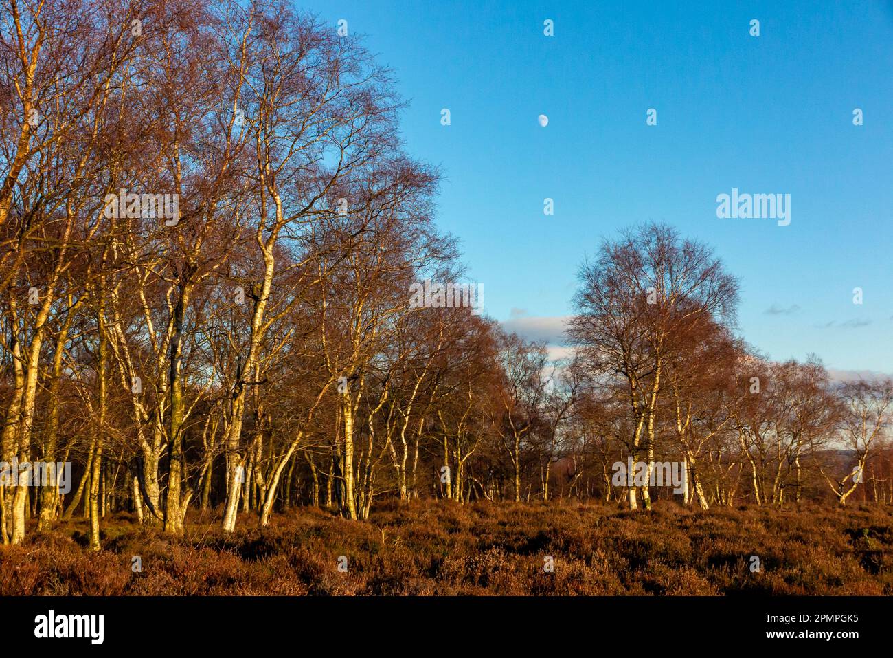 Winter view with trees and moon in blue sky at Stanton Moor near ...
