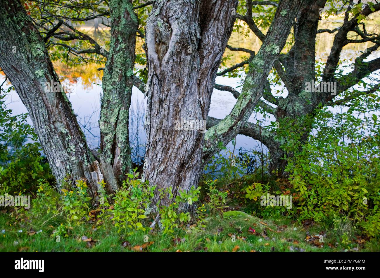 Large tree near water and autumn coloured foliage in Acadia National ...