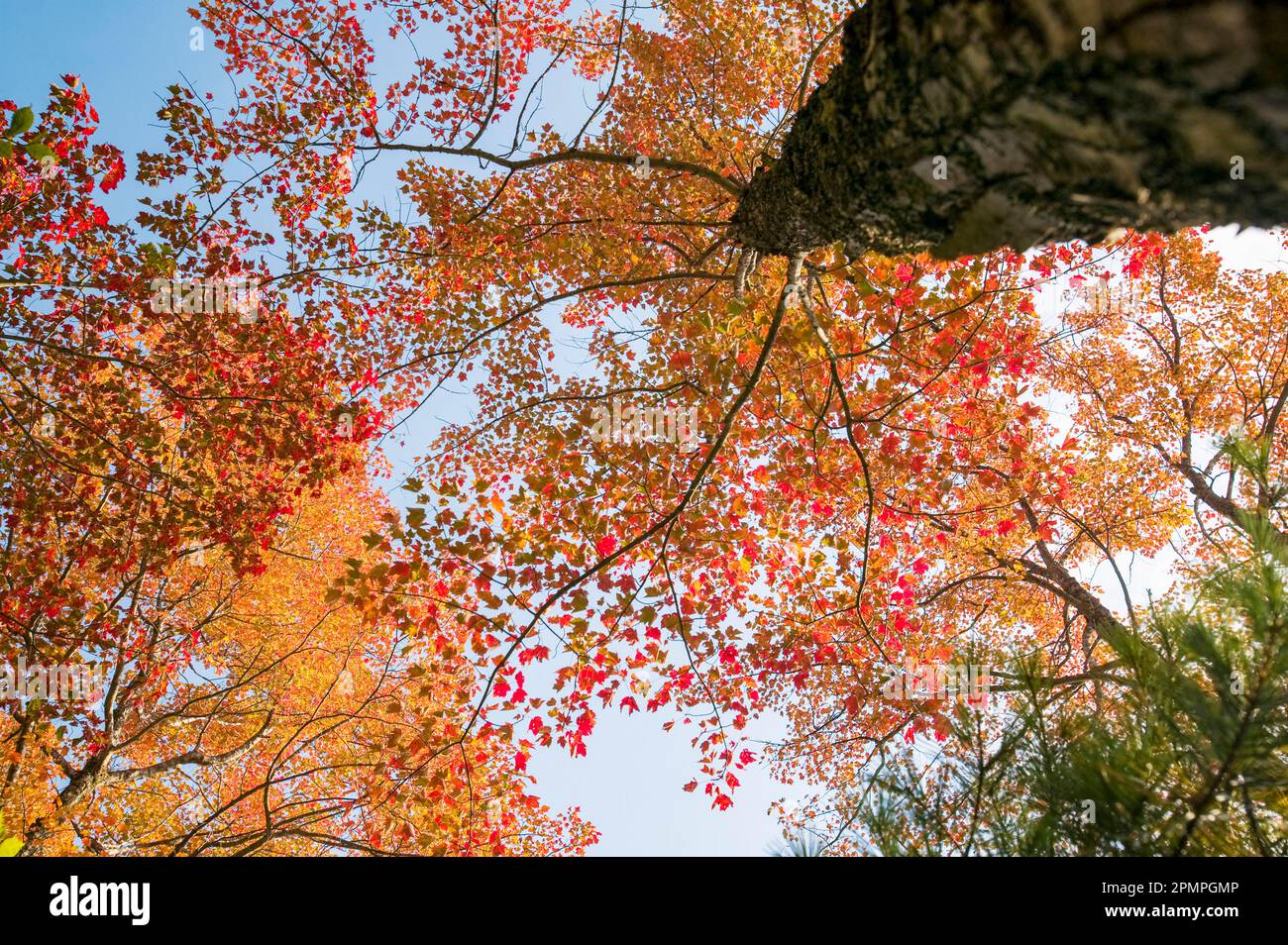 Red autumn trees from height hi-res stock photography and images - Alamy