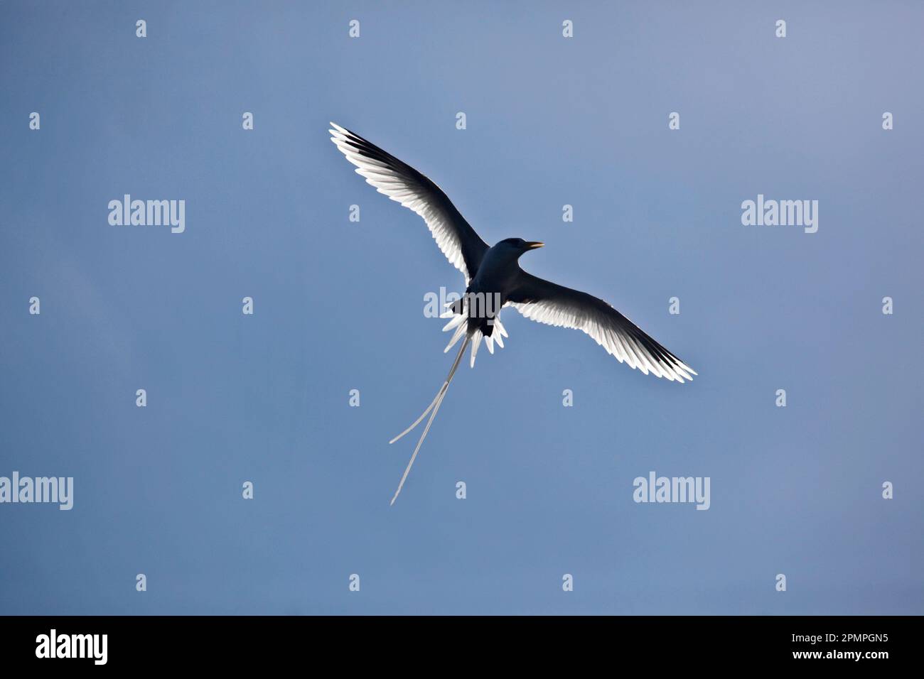 Tail flying hi-res stock photography and images - Alamy