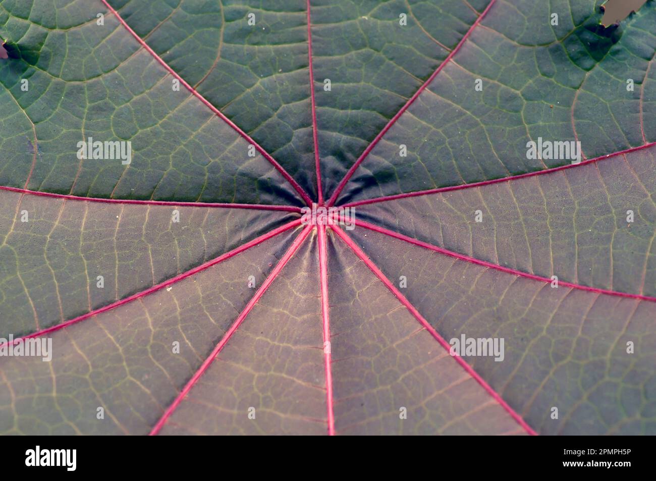 Jarak merah (Jatropha gossypiifolia) leaf, used as a source of ...
