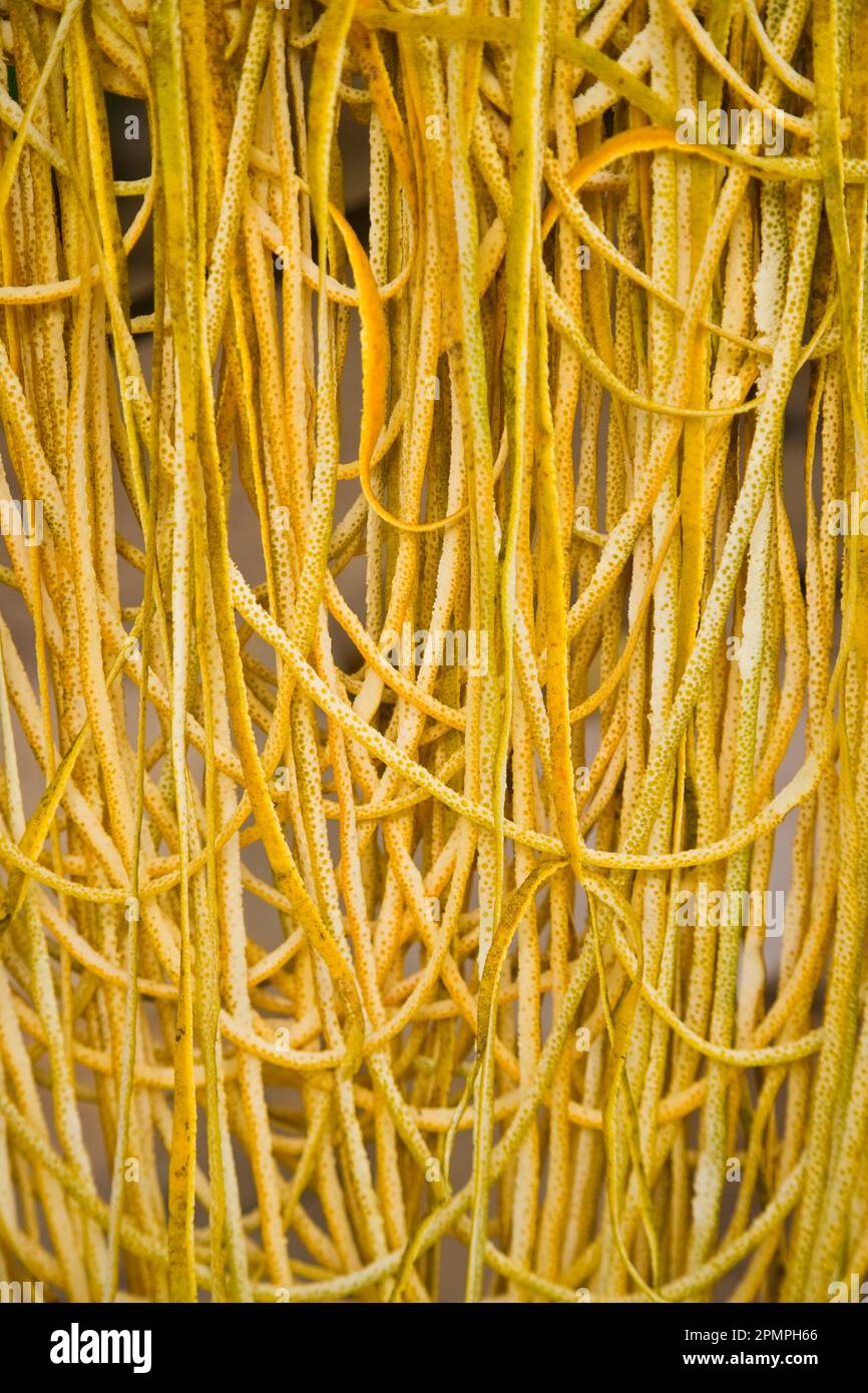 Orange peels hang in strips; Old San Juan, Puerto Rico Stock Photo - Alamy
