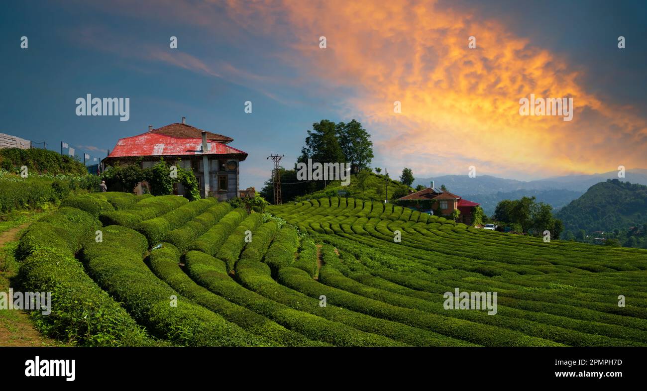Tea fields and traditional blacksea houses in Haremtepe village at ...