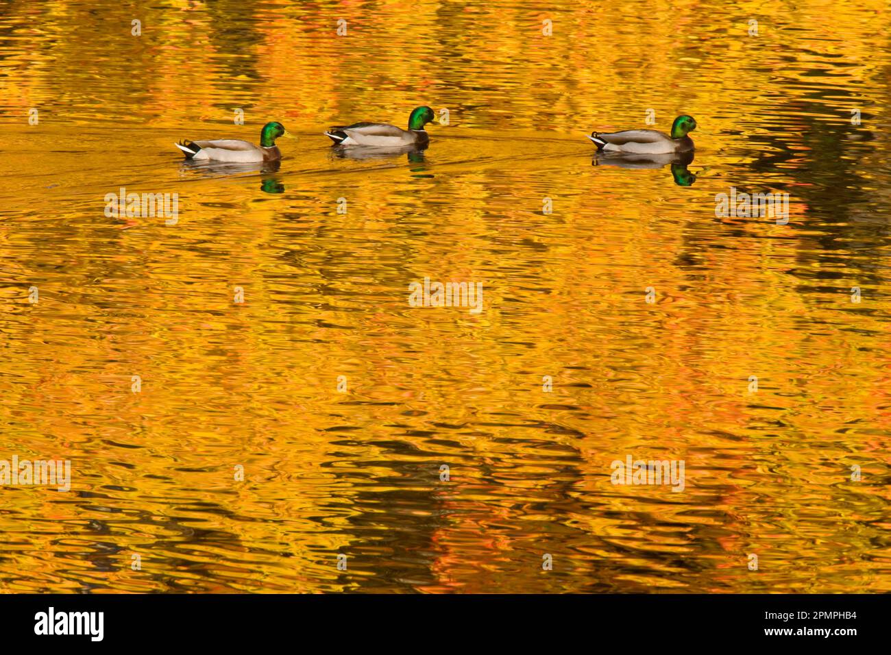 Three male Mallards (Anas platyrhynchos) swimming in a row in a pond in ...