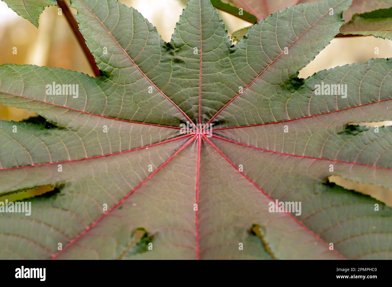 Jarak merah hi-res stock photography and images - Alamy