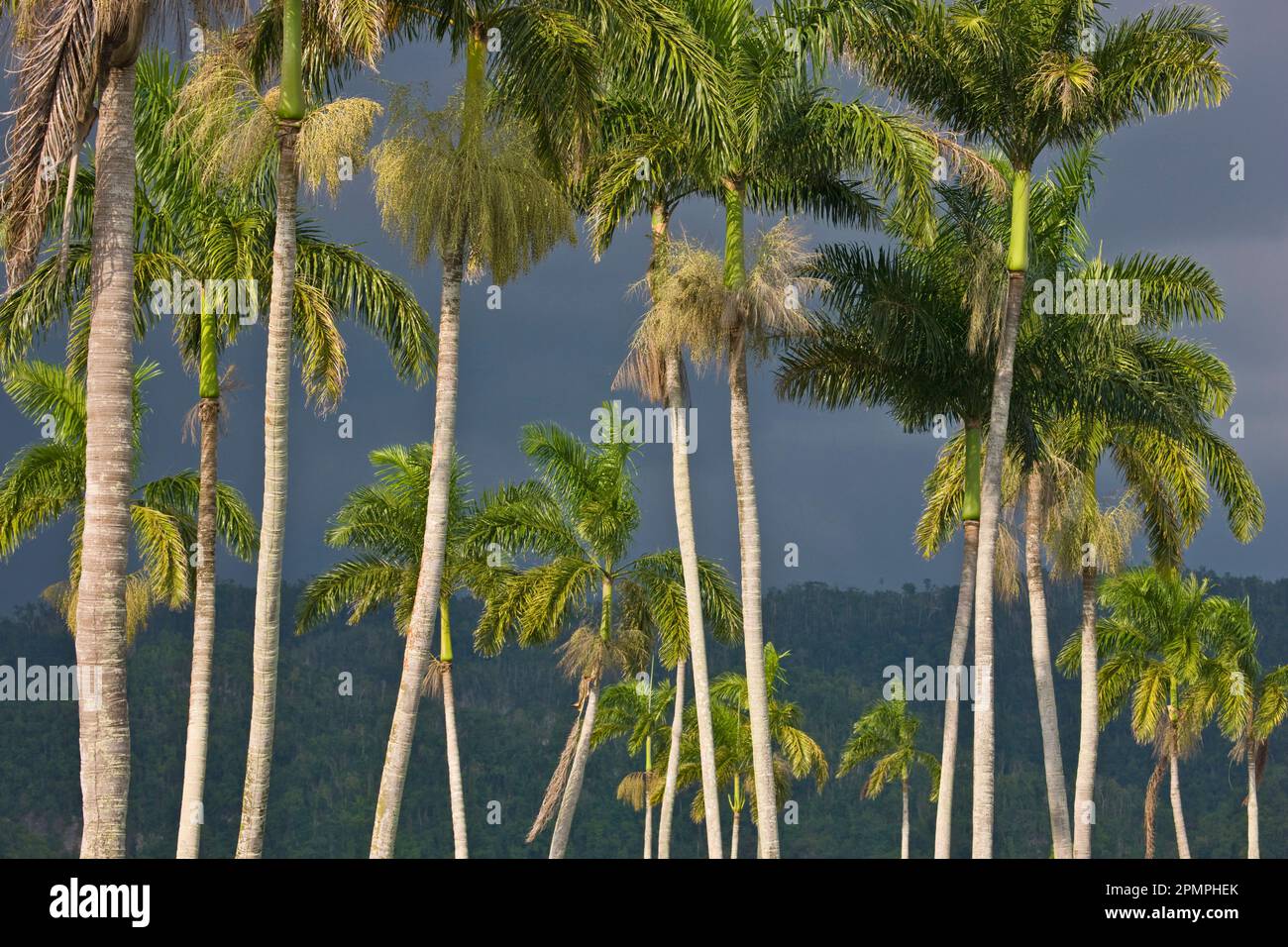 Tall palm trees illuminated in sunlight. The Royal Palm Reserve ...