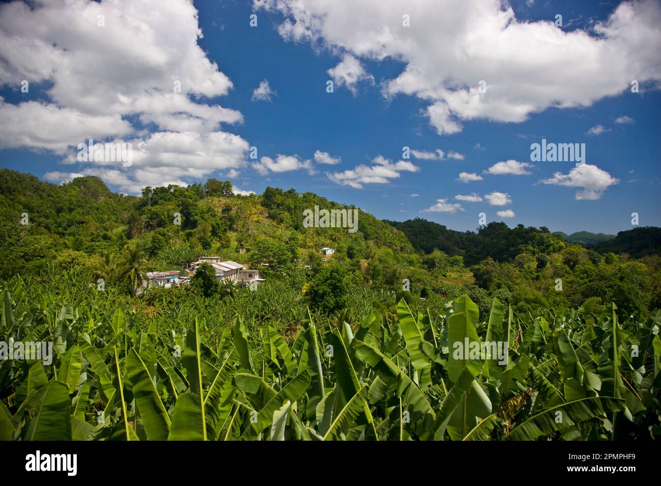 Rural scene in 'Cockpit Country' of the island of Jamaica; Flagstaff ...