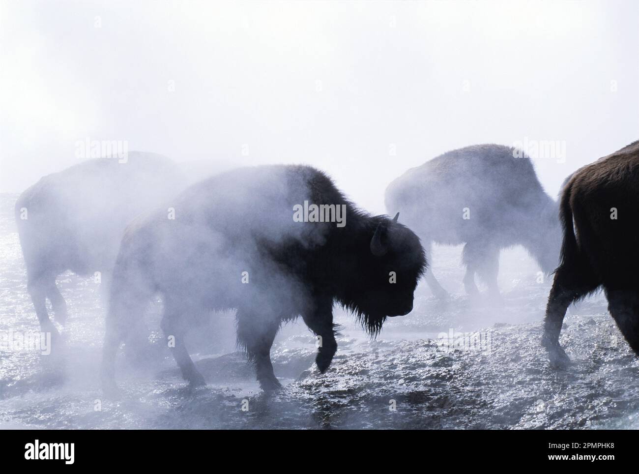 American bison (Bison bison) in a morning fog in Yellowstone National ...